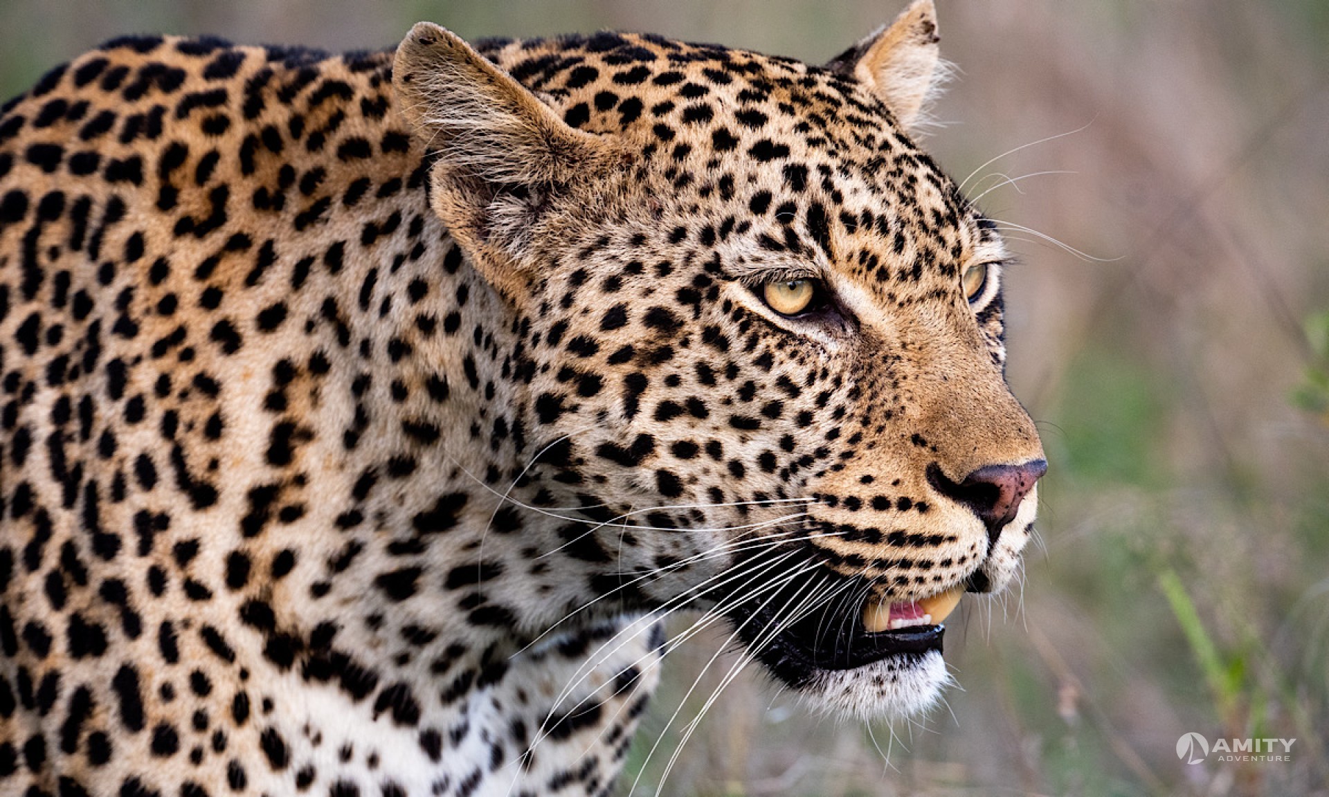 Sabi Sand Safari Guide | South Africa | Amity Adventure